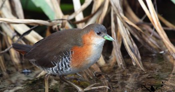 Burrito Común - Aves de nuestra tierra - Raza Folklorica!