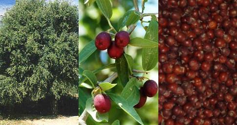 El mistol | Raza Folklorica!