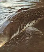 leyenda del surubi pueblos originarios Archivos | Raza Folklorica!