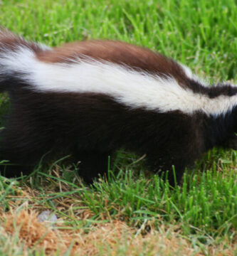 Zorrino Patagónico Archivos | Raza Folklorica!
