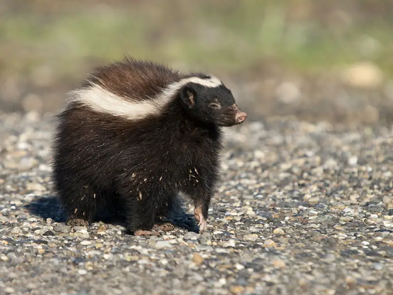 El zorrino patagónico | Raza Folklorica!