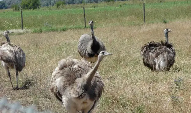 El Ñandú | Raza Folklorica!
