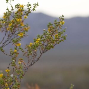 beneficios de la jarilla | Raza Folklorica!