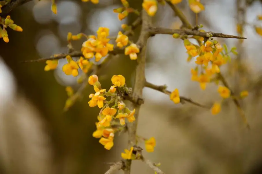 El arbol de chañar | Raza Folklorica!
