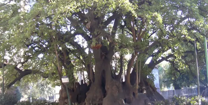 El Ombú, un árbol autóctono | Raza Folklorica!