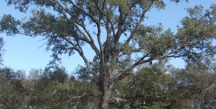 El Quebracho Colorado | Raza Folklorica!