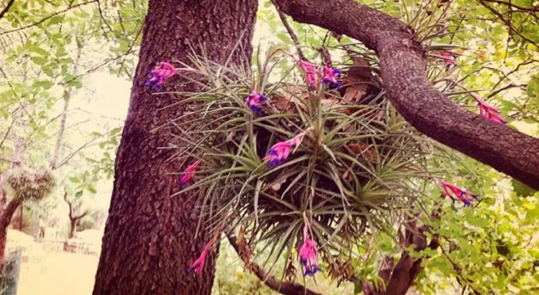 El Clavel del Aire | Raza Folklorica!