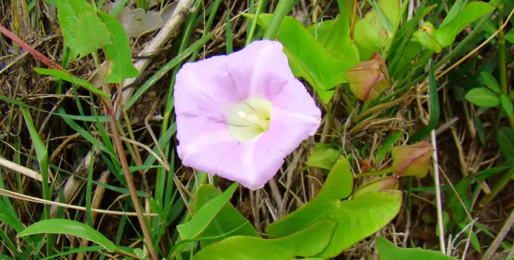 Rosa de Río | Raza Folklorica!