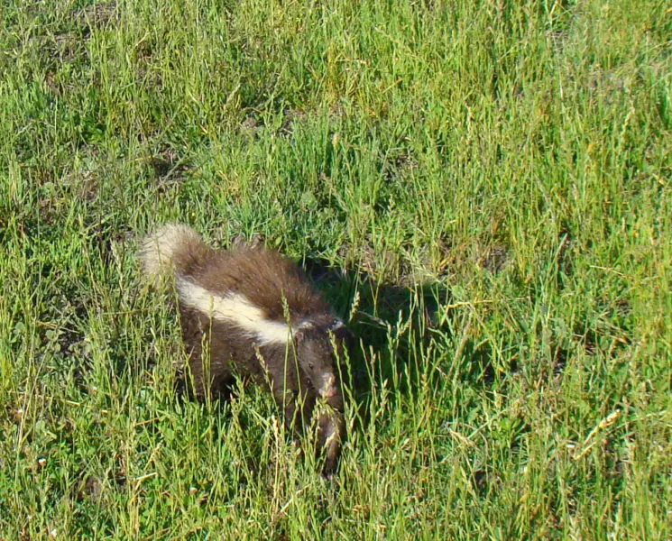Zorrino Común | Raza Folklorica!