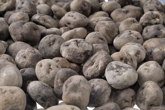 Chuño, gastronomía del altiplano