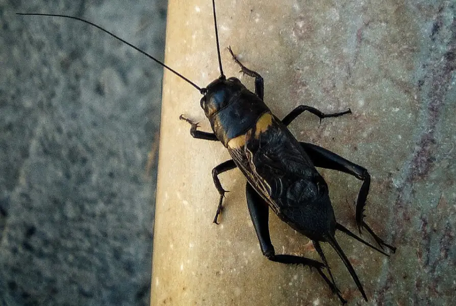 grillo | Raza Folklorica!