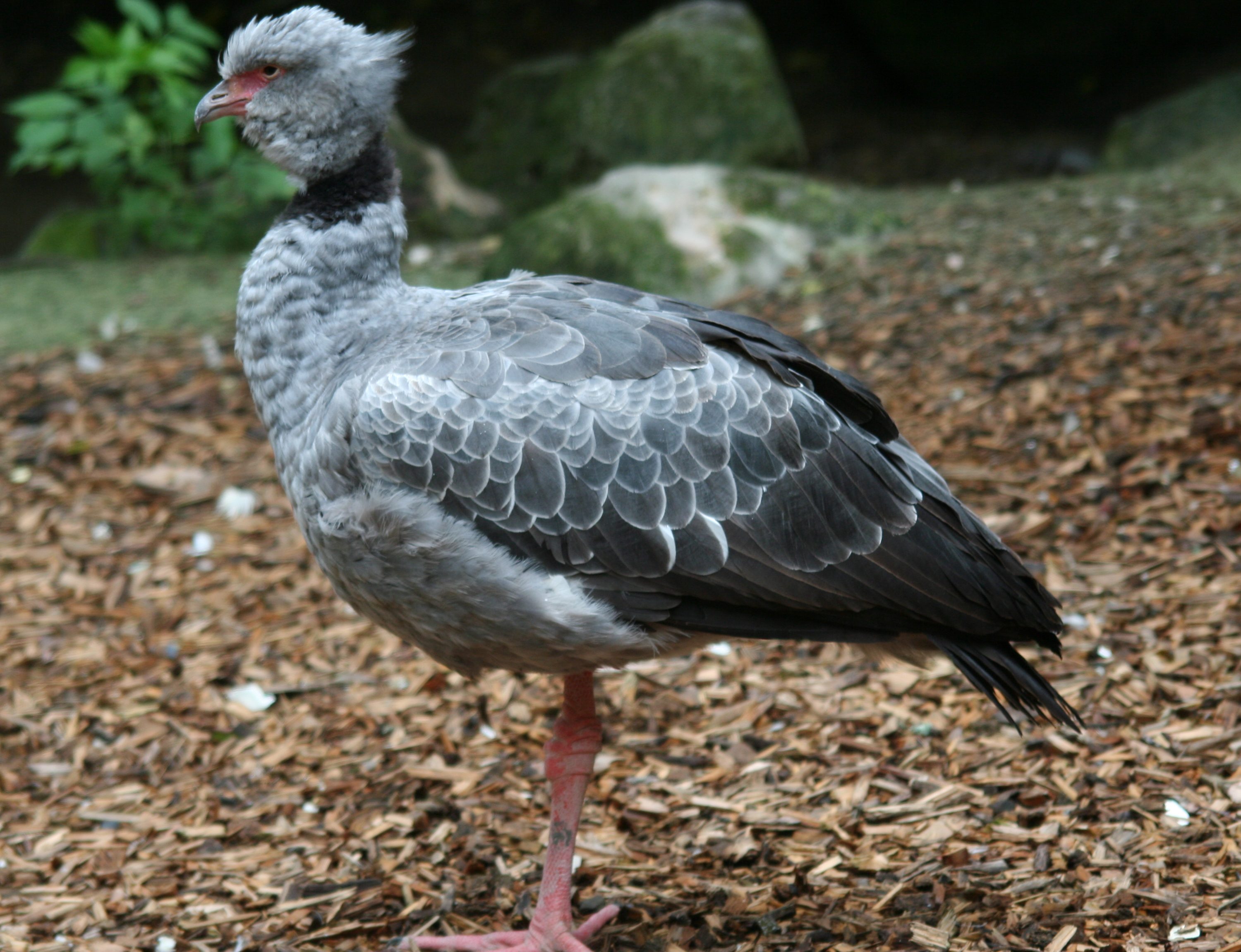 La leyenda del chajá | Raza Folklorica!