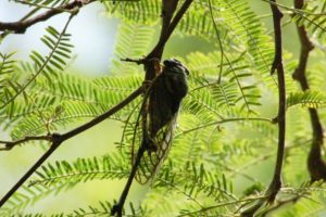 leyenda del coyuyo | Raza Folklorica!