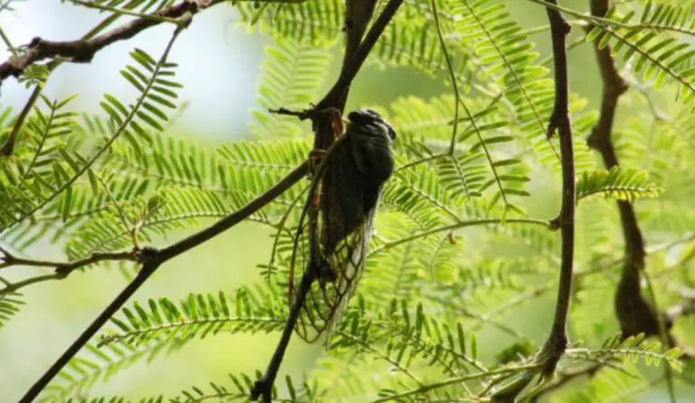 Leyenda del coyuyo | Raza Folklorica!