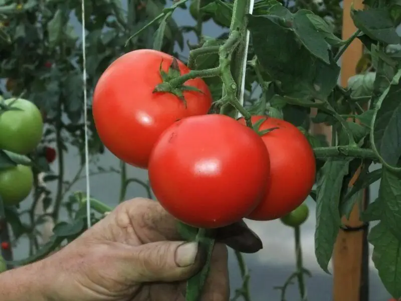 Cómo plantar tomates en casa ¡Consejos y cuidados!