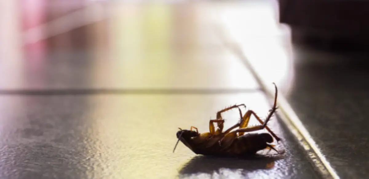 Cucaracha voladora: Cómo acabar con ellas con trucos caseros