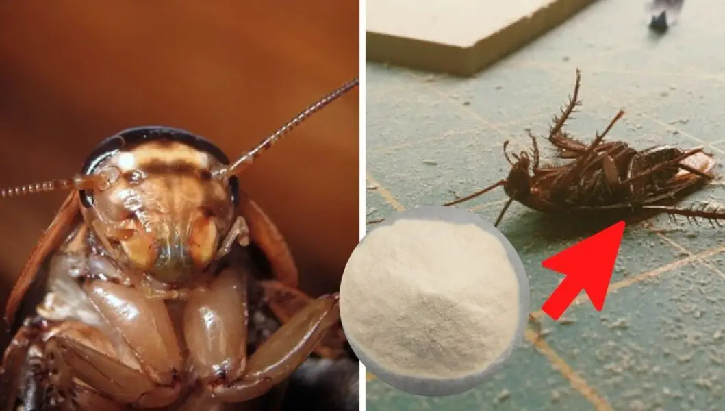 Cucaracha voladora: Cómo acabar con ellas con trucos caseros