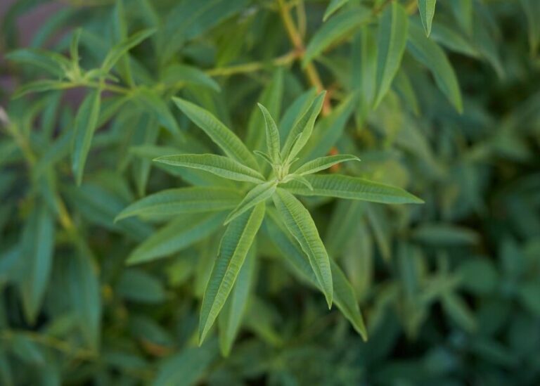 Cedrón: Beneficios, Usos y Propiedades medicinales