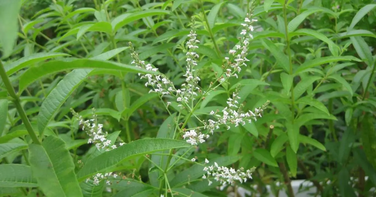 Cedrón: Beneficios, Usos y Propiedades medicinales