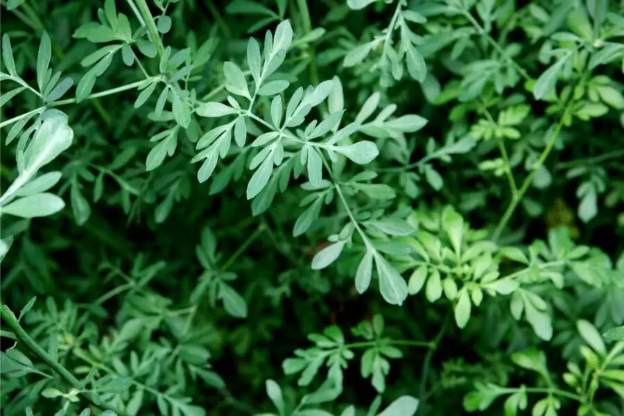 Cómo plantar ruda en casa: ¡Mira como plantar y cuidarla apropiadamente!