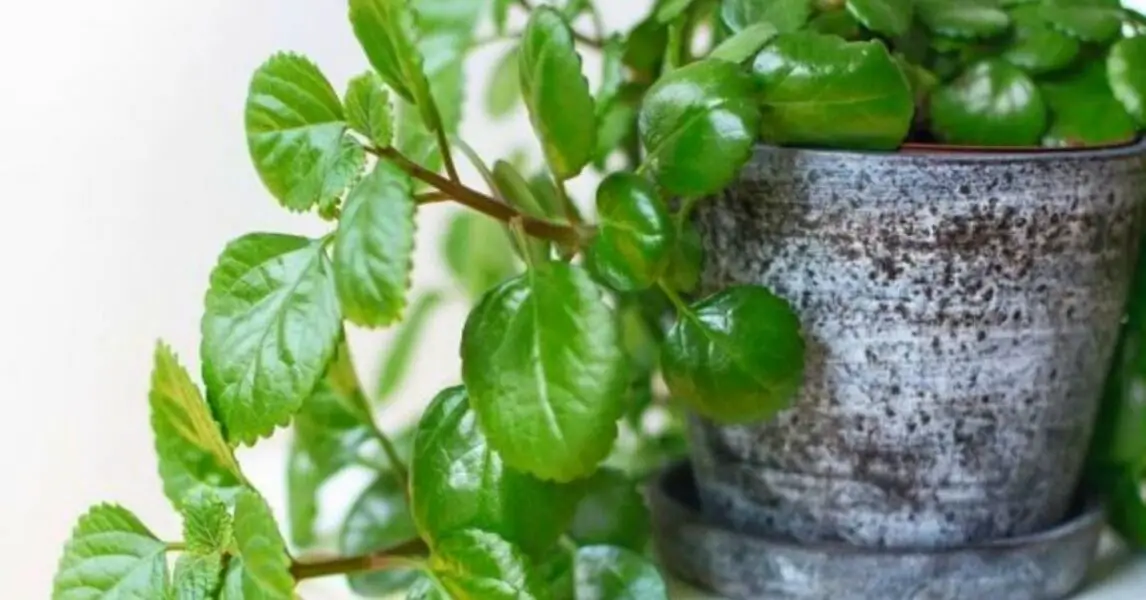 Cuidados de planta del dinero o planta del dólar: ¡los mejores consejos!