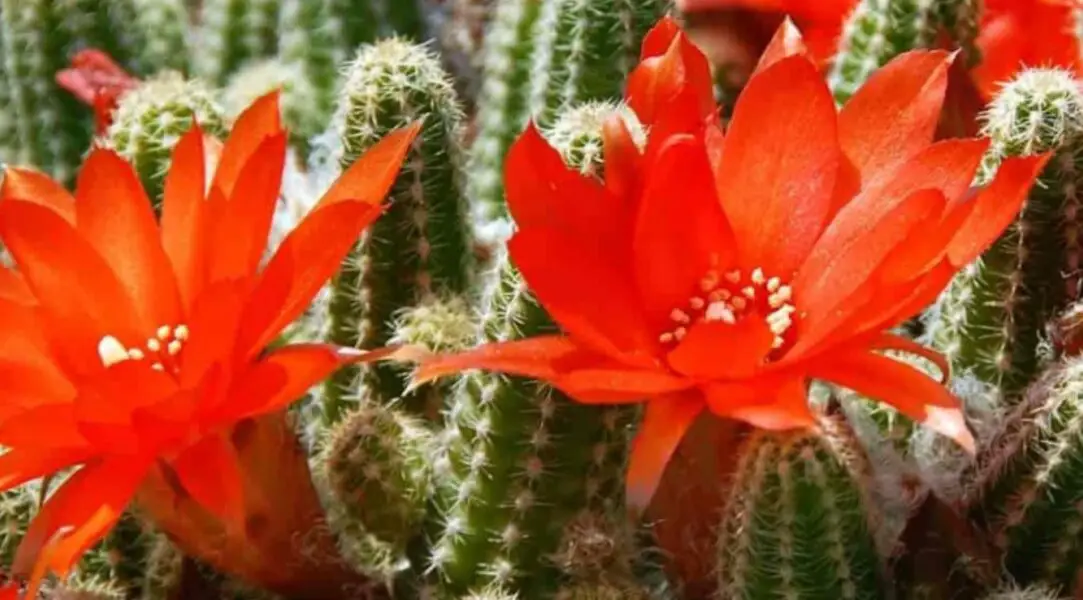 Haga florecer su cactus: paso a paso | Raza Folklorica!