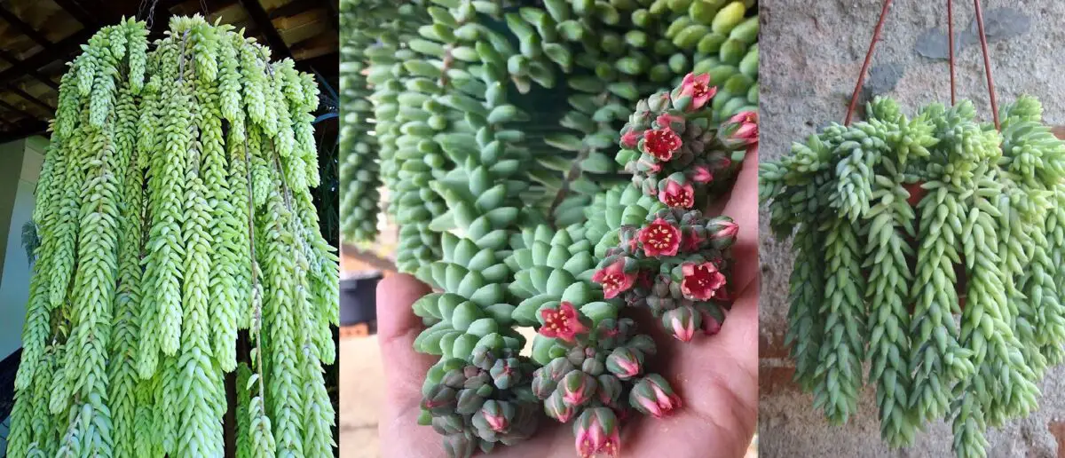 Cola de burro: Aprenda a propagar, floración y sus cuidados | Raza ...