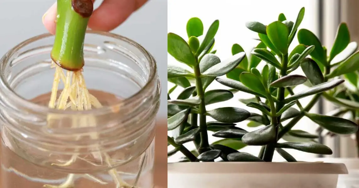 Cómo tener una planta de jade en agua: 5 consejos para que viva mucho ...