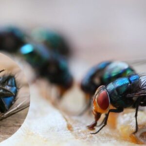 Receta casera para acabar con los insectos en tu hogar | Raza Folklorica!