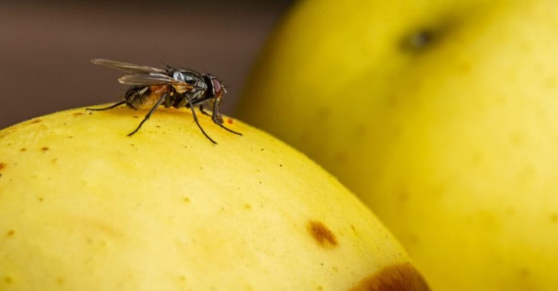Receta casera para acabar con los insectos en tu hogar | Raza Folklorica!