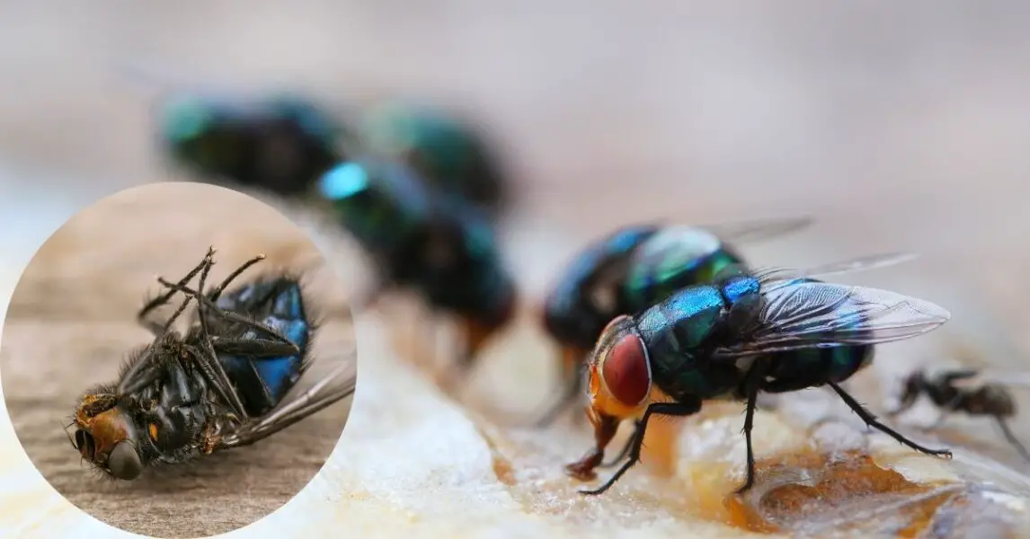 Receta casera para acabar con los insectos en tu hogar | Raza Folklorica!