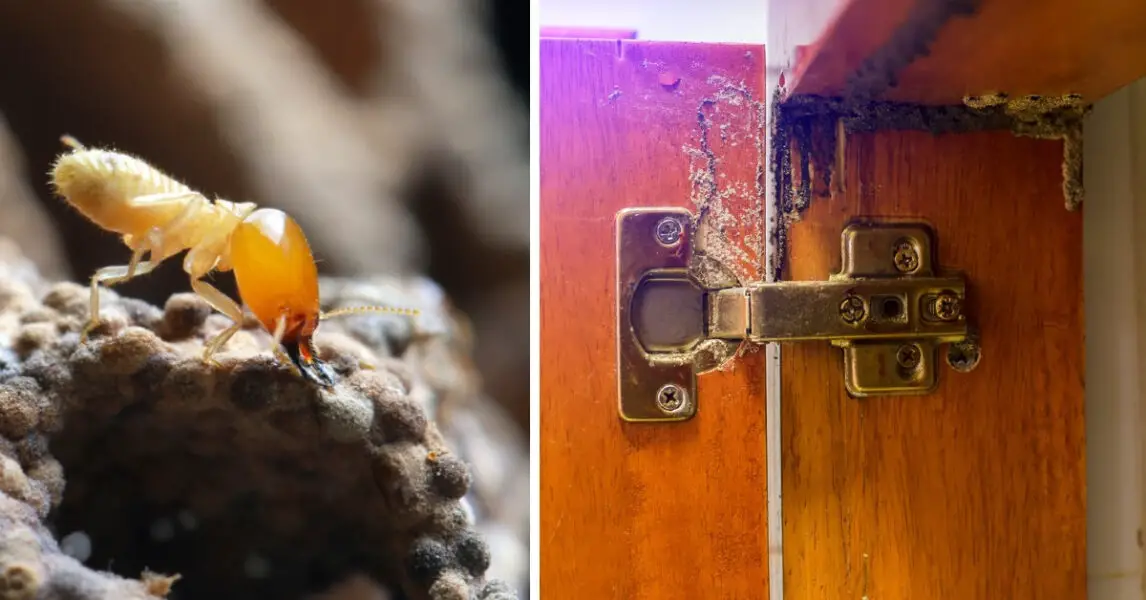 Cómo eliminar termitas en muebles de madera