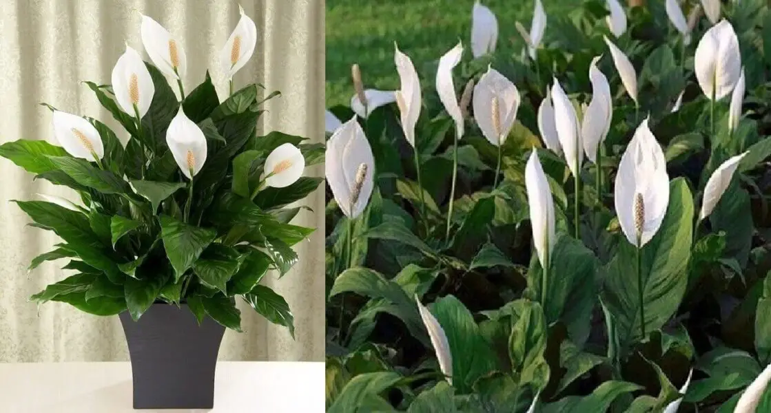 3 fertilizantes para tener una Cuna de Moisés o Lirio de la Paz radiante