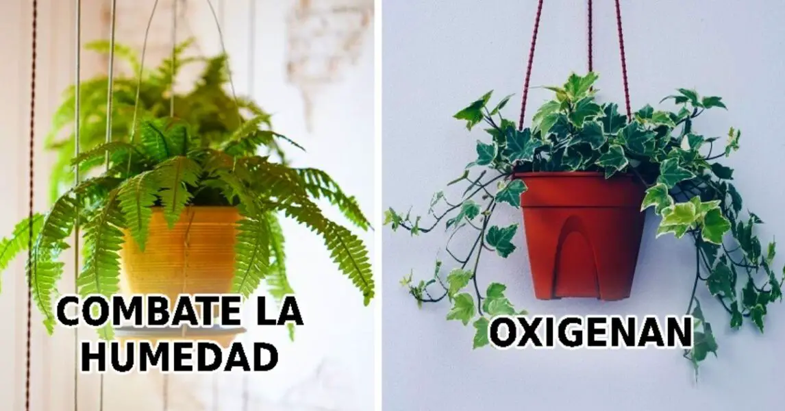 9 plantas para conseguir un clima perfecto en el hogar