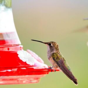 Cómo hacer néctar para colibrí | Raza Folklorica!