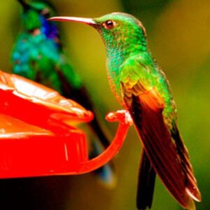 Cómo hacer néctar para colibrí- Imag face | Raza Folklorica!