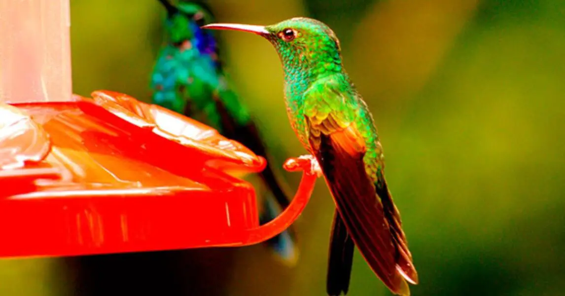 Cómo hacer néctar para colibrí