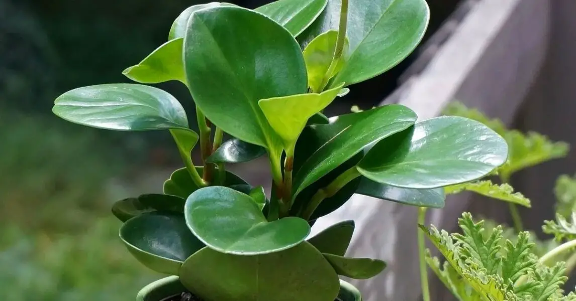 Por qué la “cucharita” es la planta perfecta para decorar tu cocina