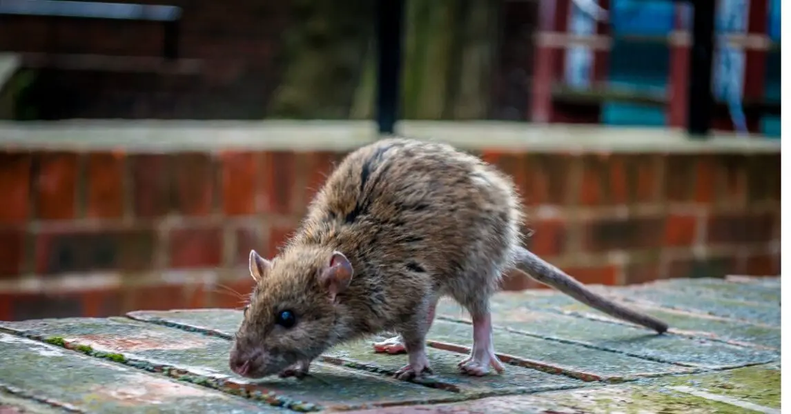 Como aplicar aceites naturales para ahuyentar a los ratones | Raza ...