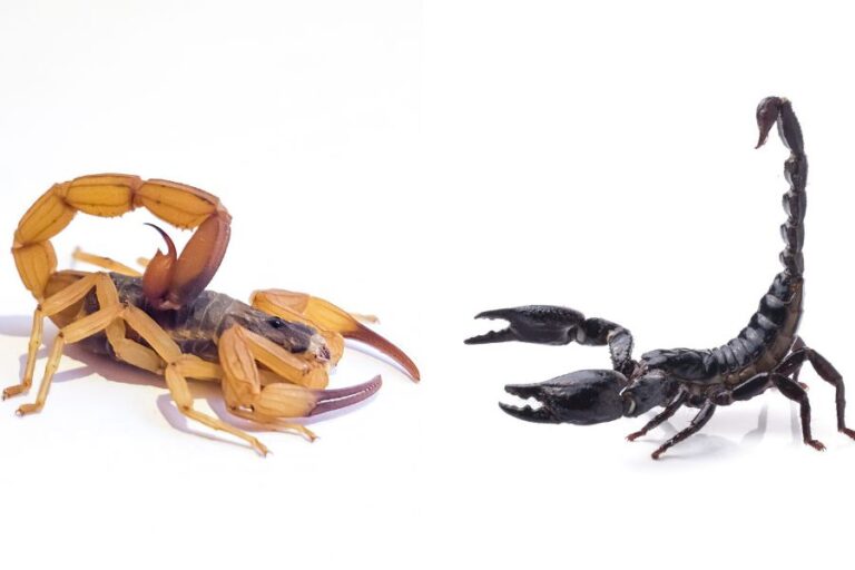 Cómo saber si un alacrán es venenoso