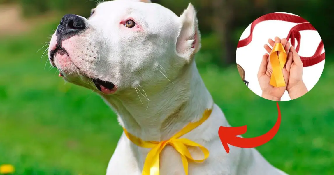 Cinta amarilla en perros que significa | Raza Folklorica!