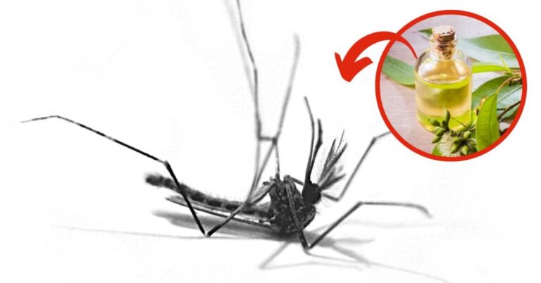 Cómo ahuyentar zancudos con eucalipto
