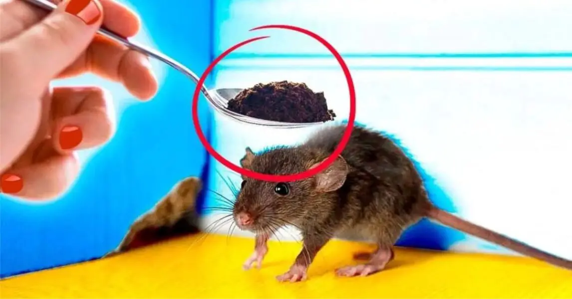 Deshazte de las ratas sin químicos gracias a un truco natural | Raza ...
