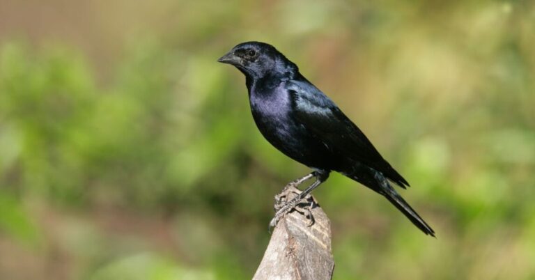 ¿Qué significa que un tordo entre a tu casa? | Raza Folklorica!