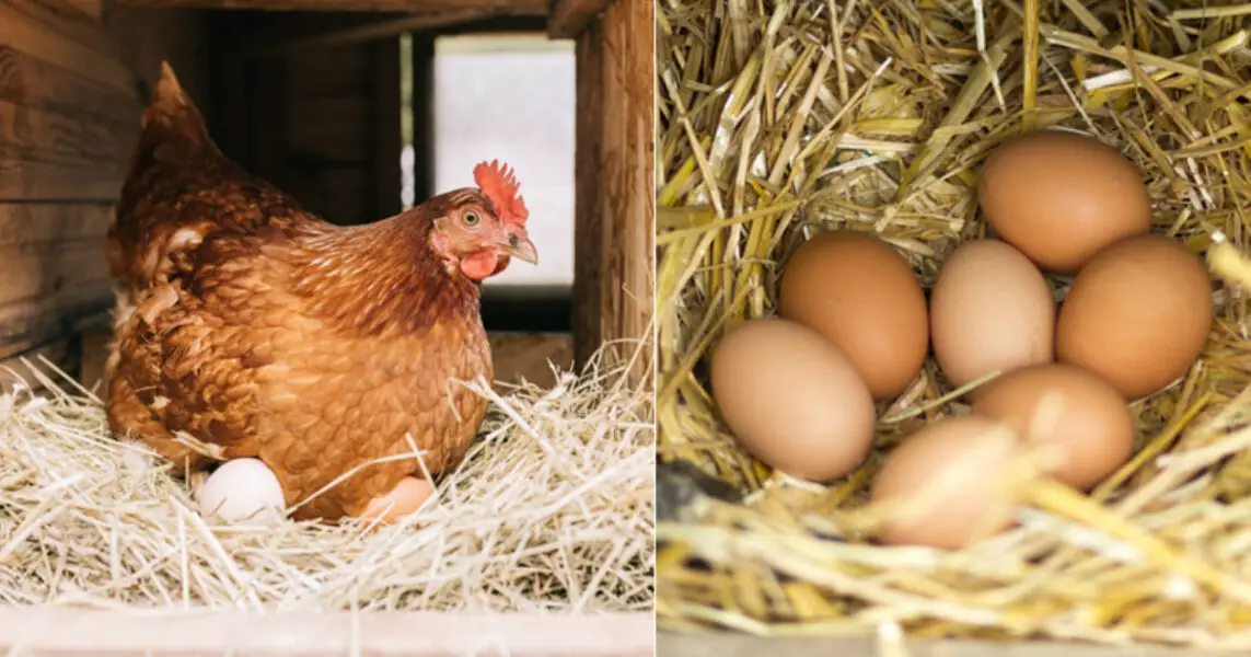 11 formas de conseguir que las gallinas pongan huevos en el nido