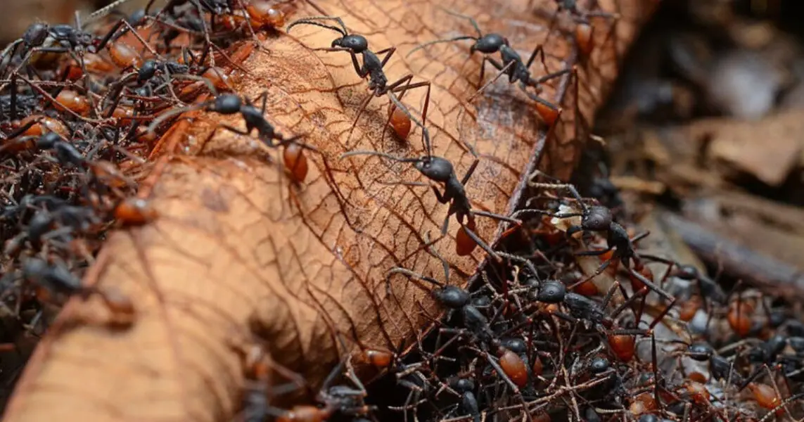 Hormigas marabunta: qué son, cómo atacan y cómo viven