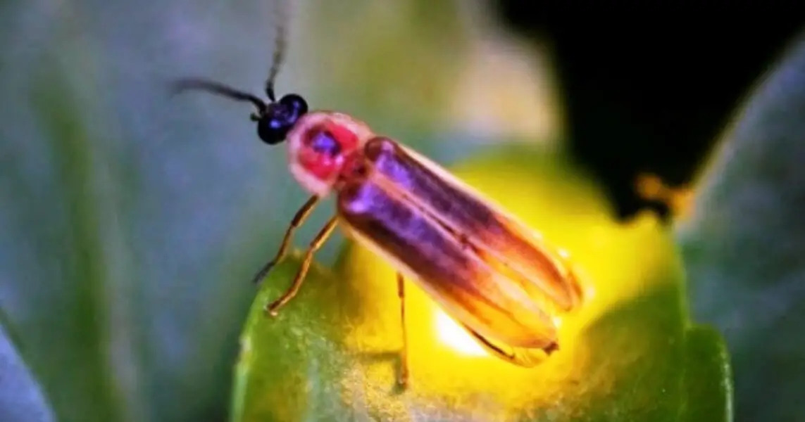 Un misterio que festejábamos de niños la aparición de los bichos de luz ...