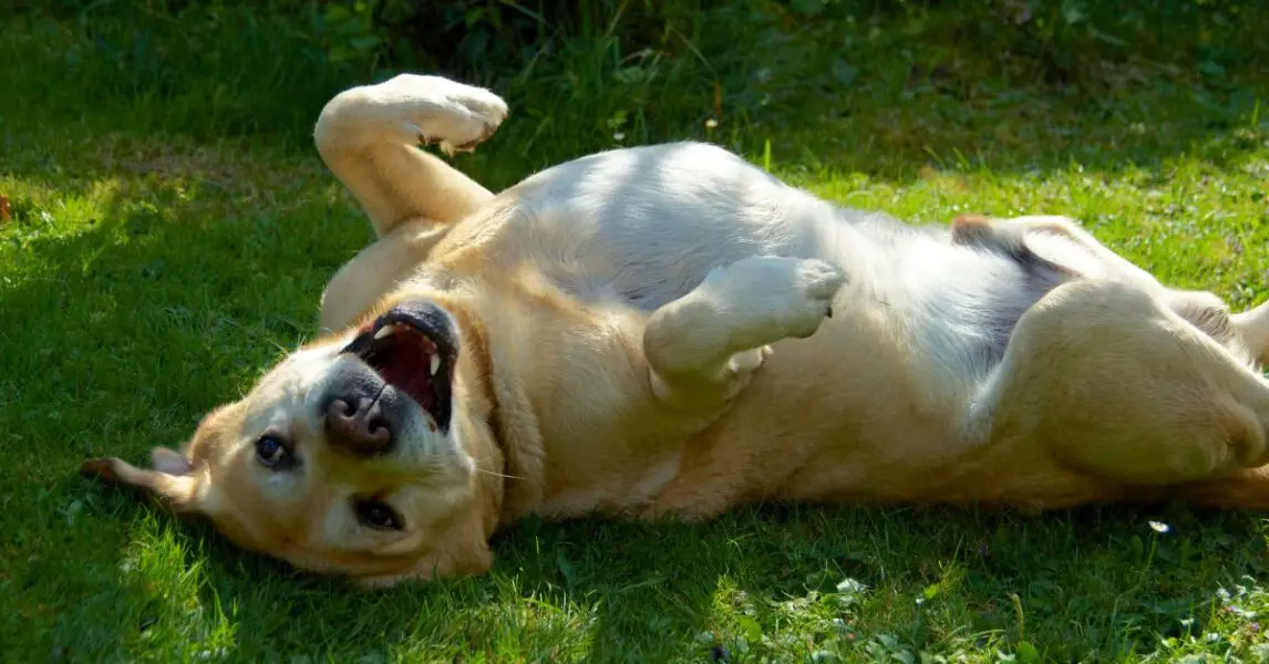 12 señales que da el perro cuando está feliz y quiere a su dueño | Raza ...