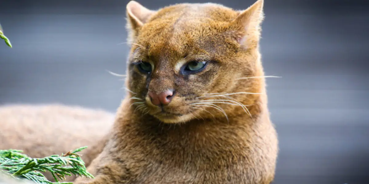 El enigmático Yaguarundí: descubre el fascinante felino único de América