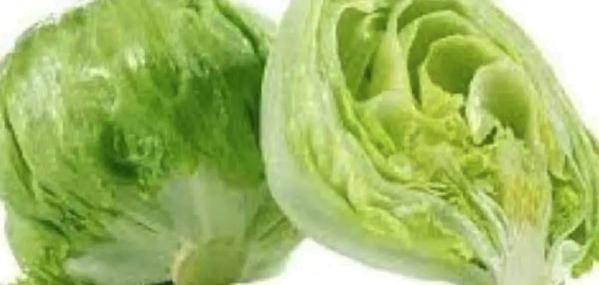 Dos maneras para conservar la lechuga, lista para consumir al momento ...